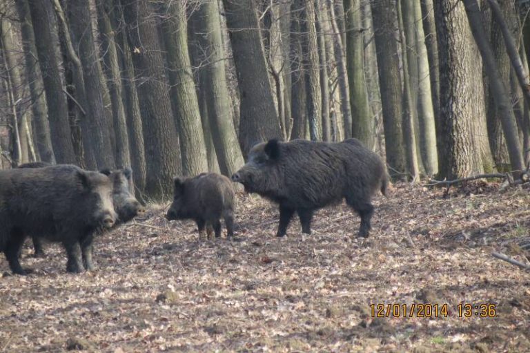 Hunting in Romania – Species and Hunting Seasons - Legendary Traveler